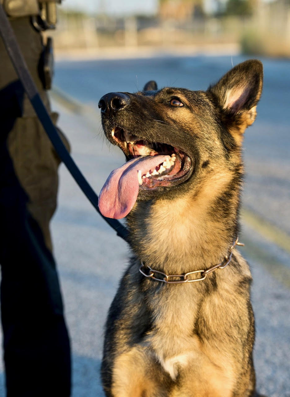 Security Dogs UK | Dog Handler Service | Security With Dog